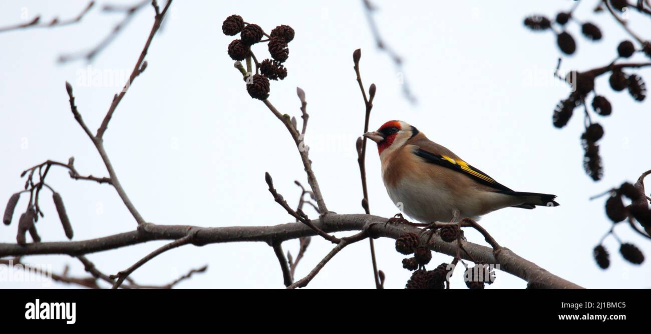 Goldfinch red face hi-res stock photography and images - Alamy