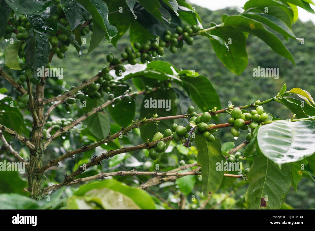 arabica coffee tree (Coffea arabica) branches with green coffee fruits ...
