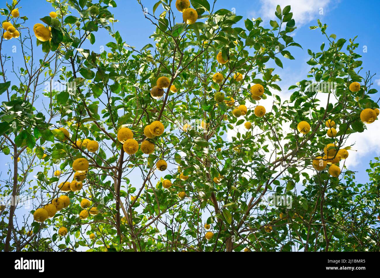 Lemon trees on the Italian island of Procida Stock Photo - Alamy