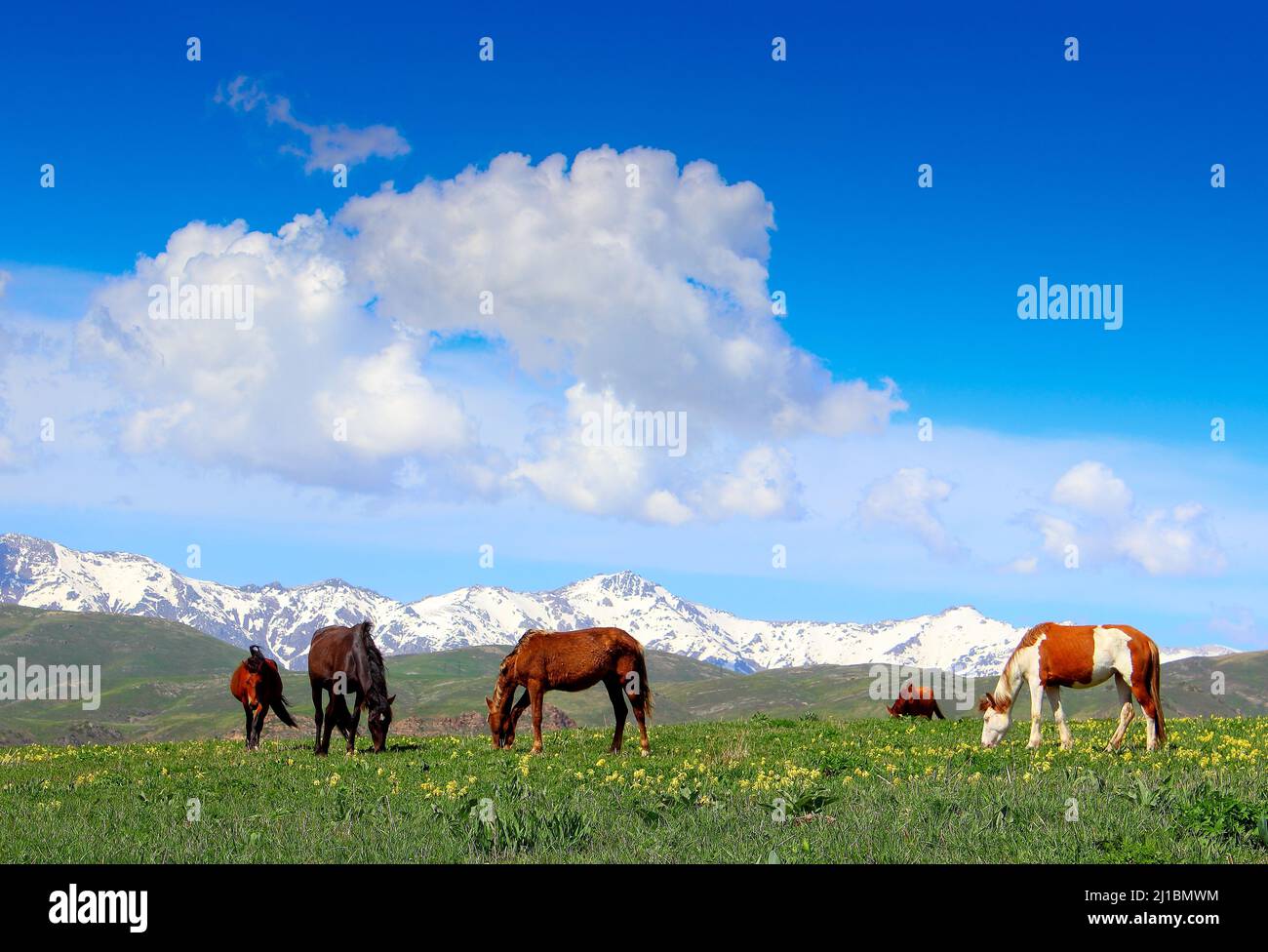 Tian shan mountains hi-res stock photography and images - Alamy