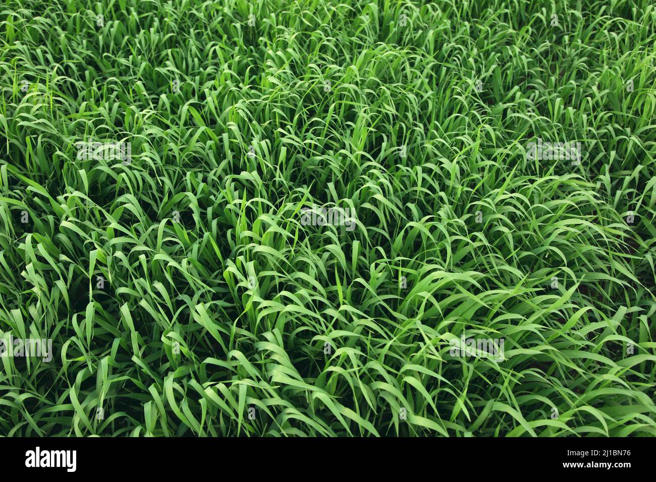 Close-up image of beautiful green grass texture Stock Photo - Alamy