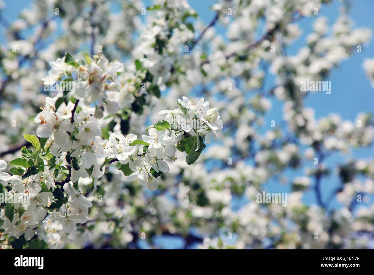 A blooming branch of apple tree in spring Stock Photo - Alamy