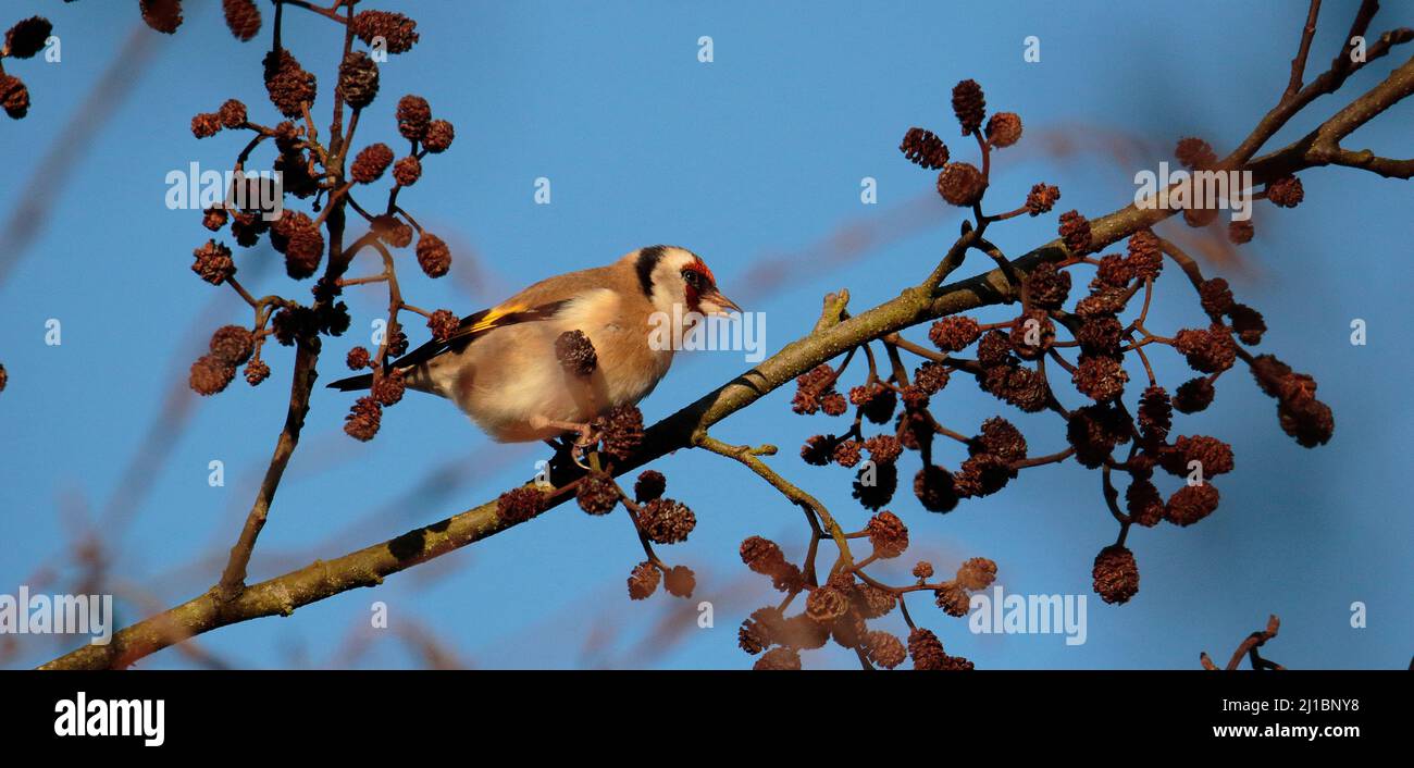 Goldfinch red face hi-res stock photography and images - Alamy