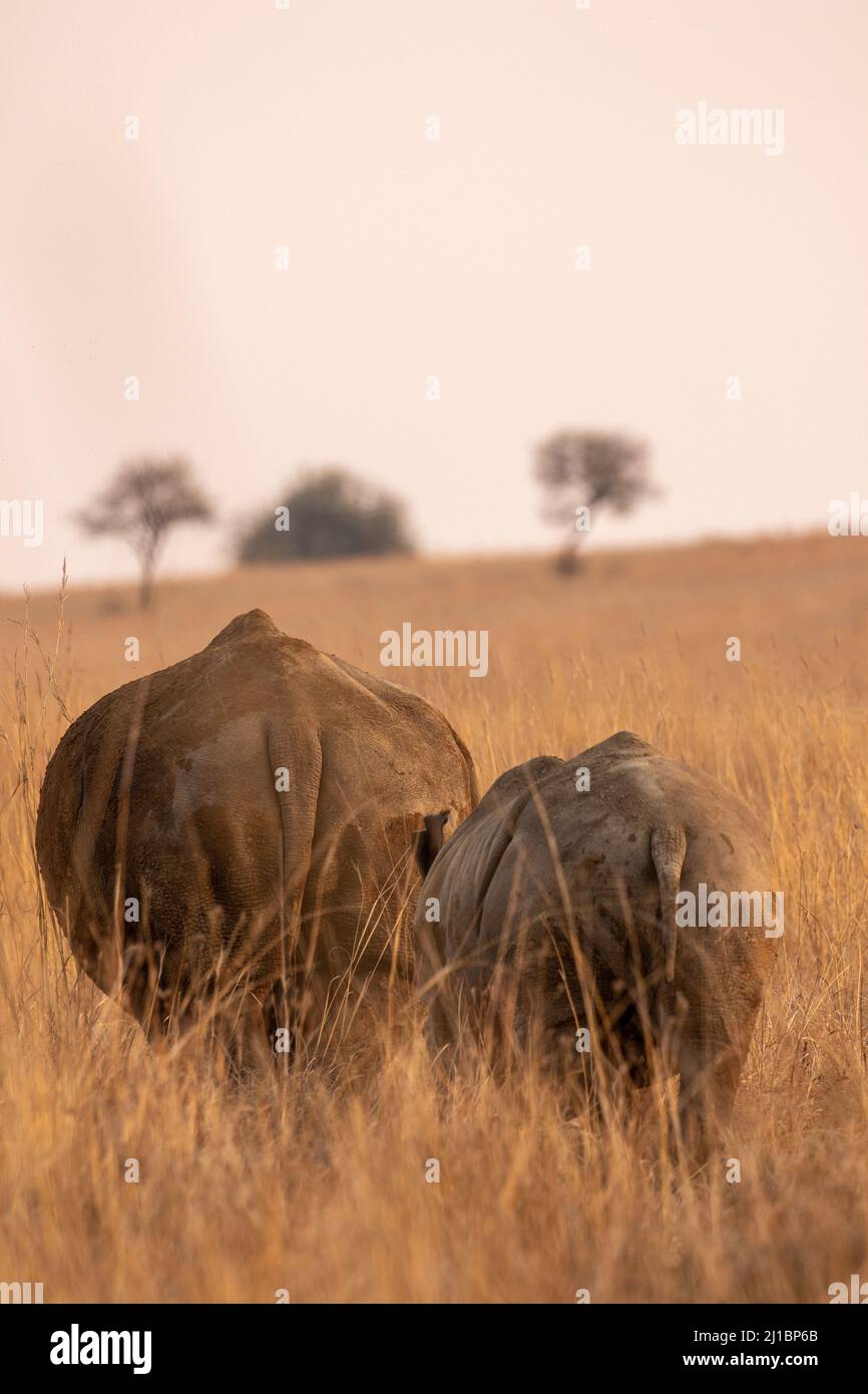 White rhino rear hi-res stock photography and images - Alamy