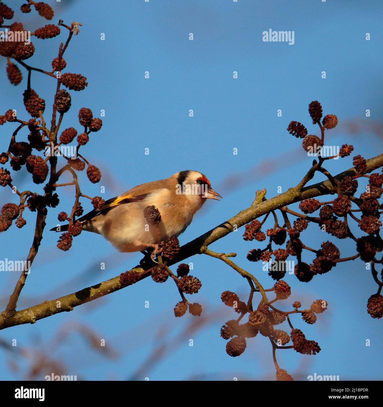 Goldfinch red face hi-res stock photography and images - Alamy