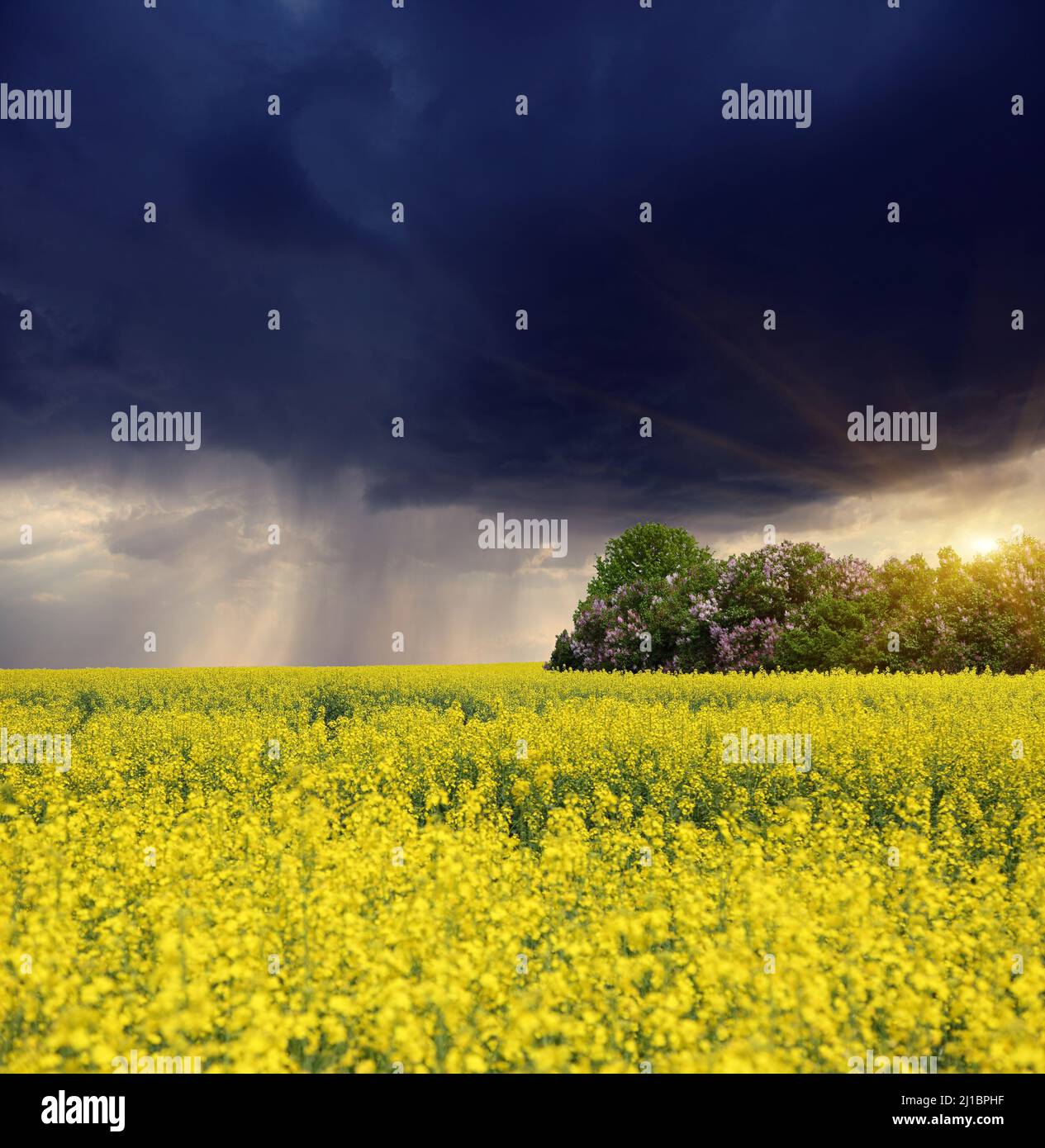 Dark field illumination hi-res stock photography and images - Alamy
