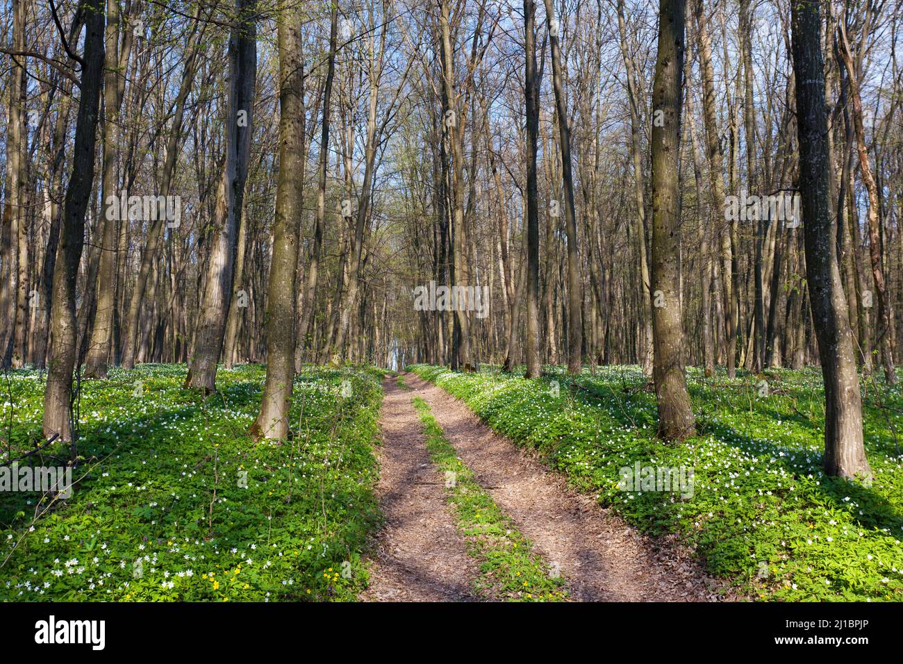 Dirt road through flower field in the forest Stock Photo - Alamy