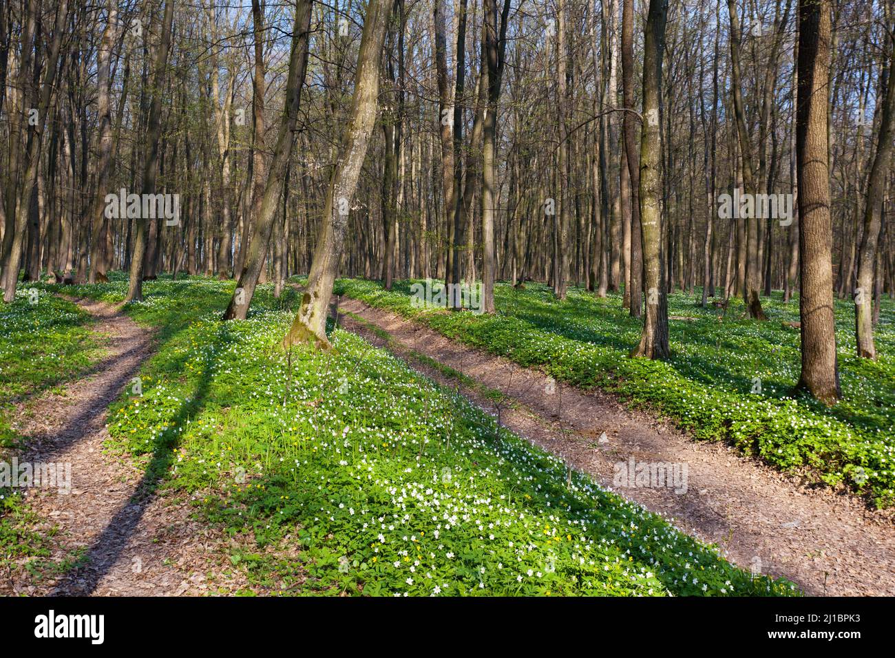 Dirt road through flower field in the forest Stock Photo - Alamy