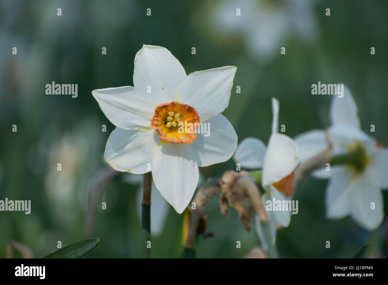 White daffodil narcissus salome in bloom hi-res stock photography and ...