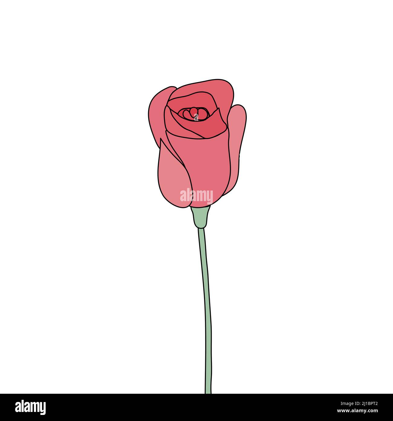 Pink rose. Black outline. Filled hand drawn illustration. Isolated ...