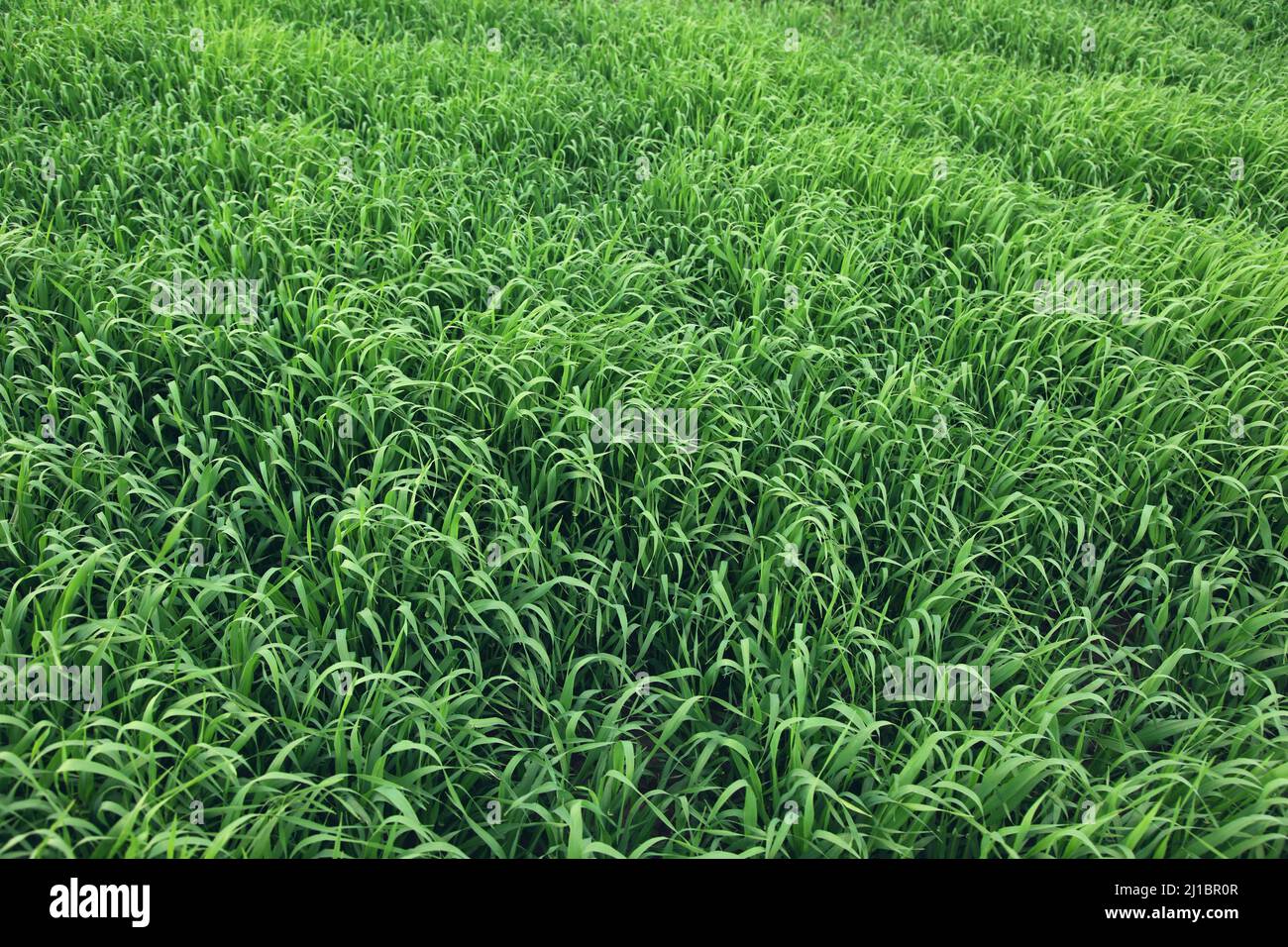 Close-up image of beautiful green grass texture Stock Photo - Alamy