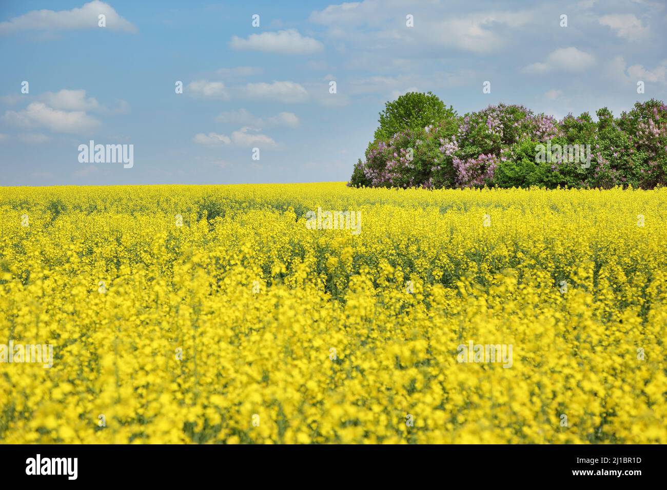 flowers of oil in rapeseed field with blue sky and clouds Stock Photo ...