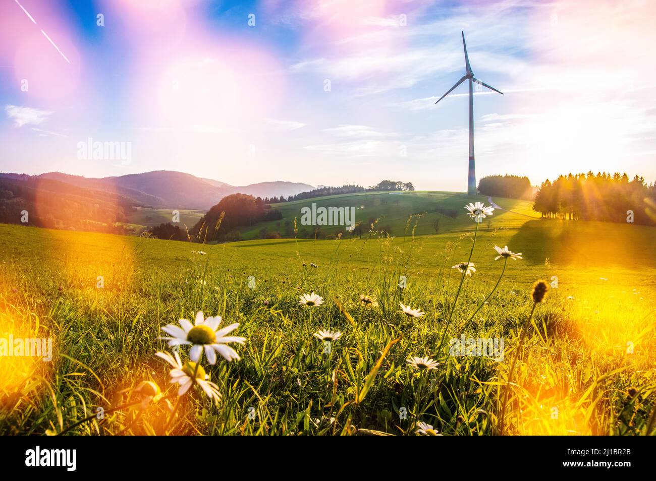 A beautiful view of a green field with white flowers and a wind turbine ...
