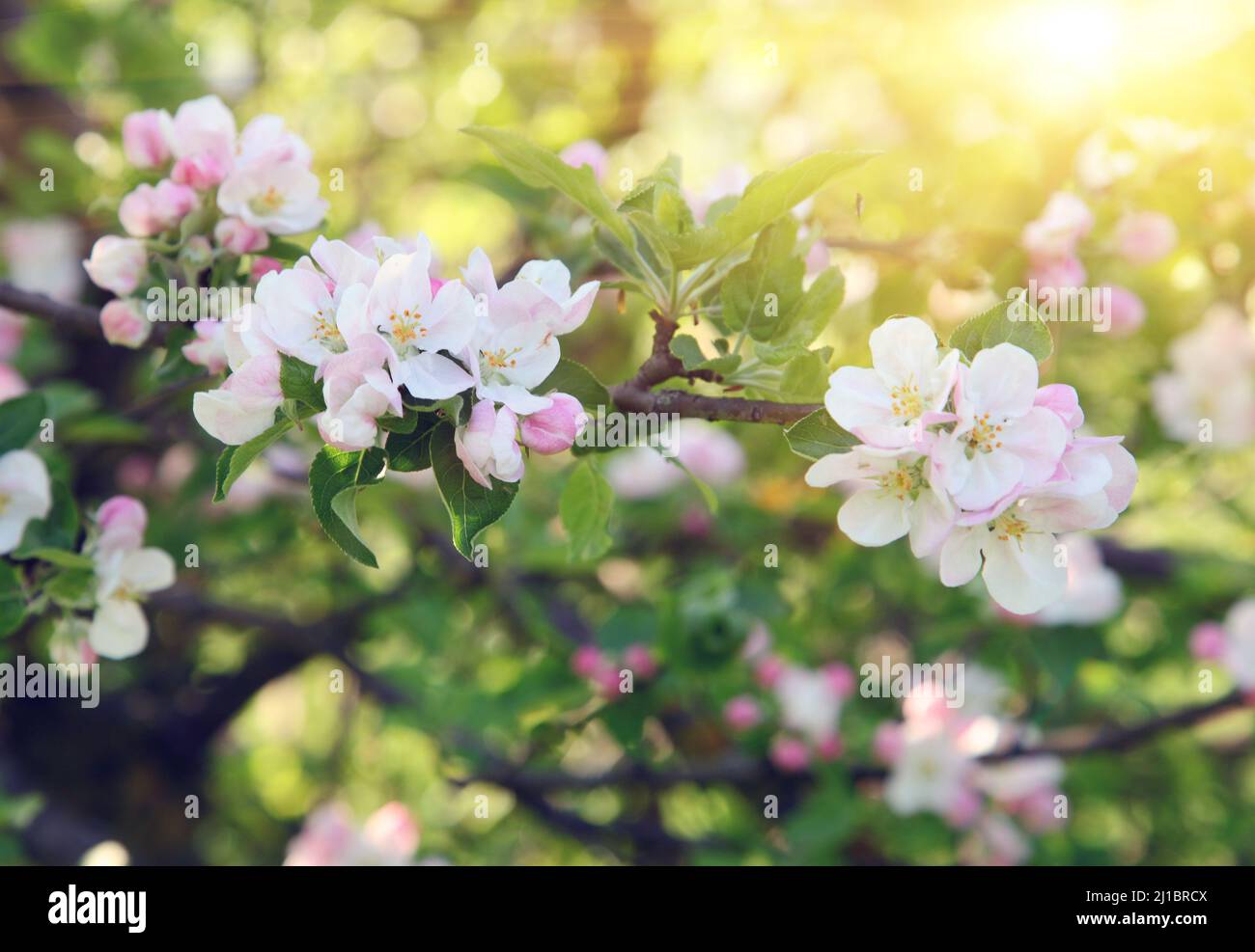 A blooming branch of apple tree in spring Stock Photo - Alamy
