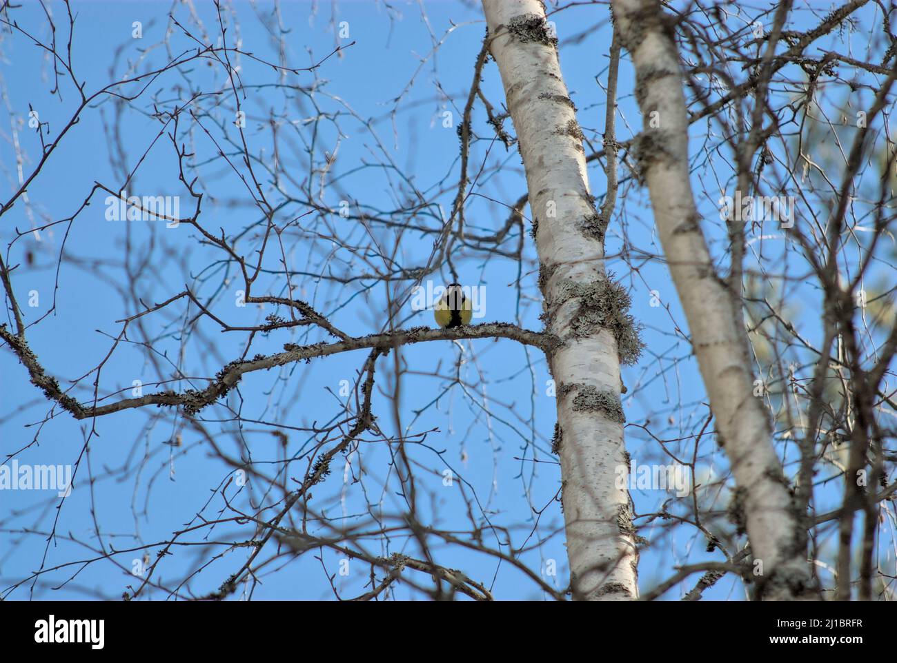 Watching small birds hi-res stock photography and images - Alamy