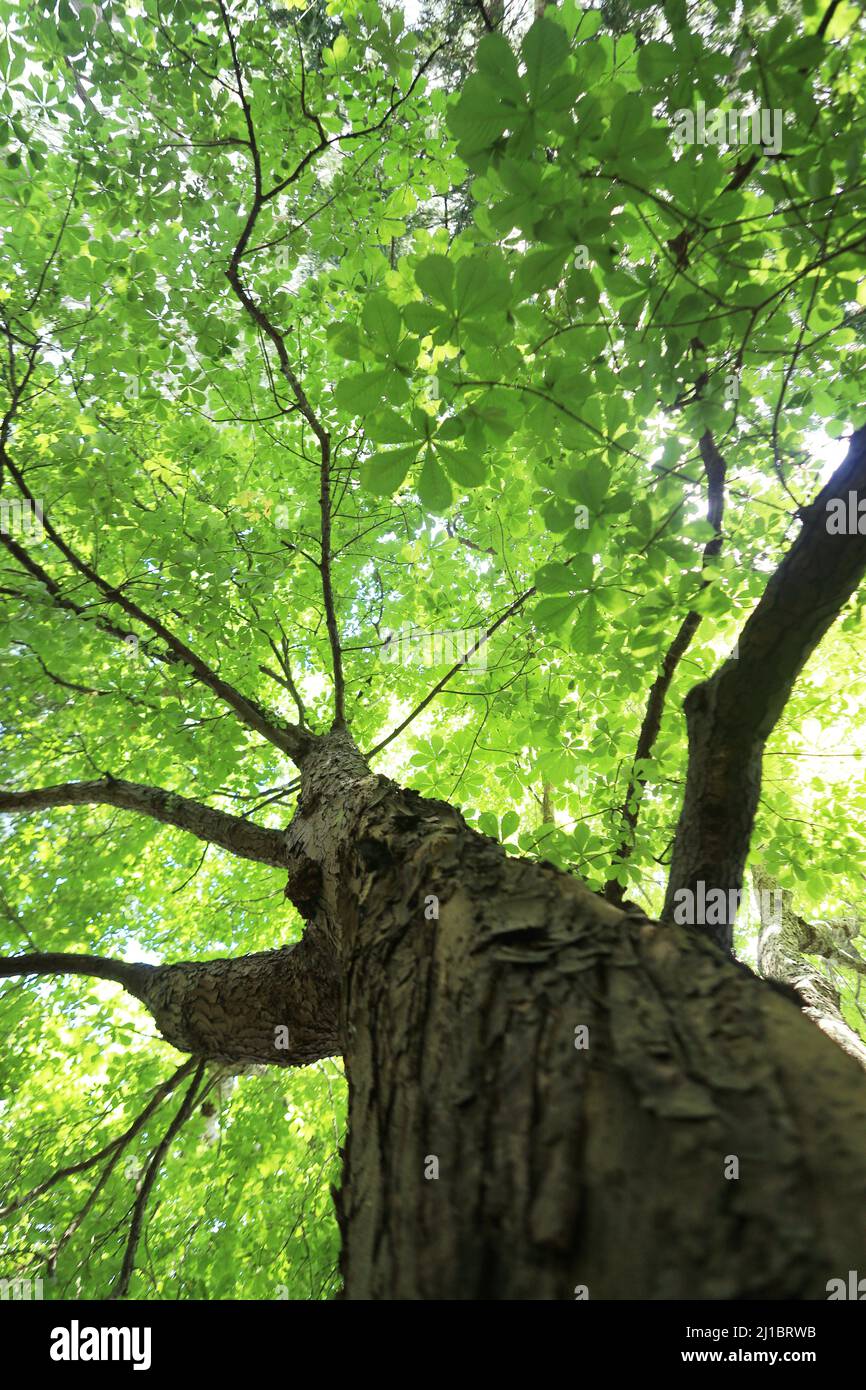 A vertical bottom shot of a chestnut tree in the daytime Stock Photo ...