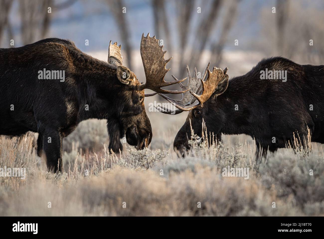 Bull moose fighting grand teton hi-res stock photography and images - Alamy