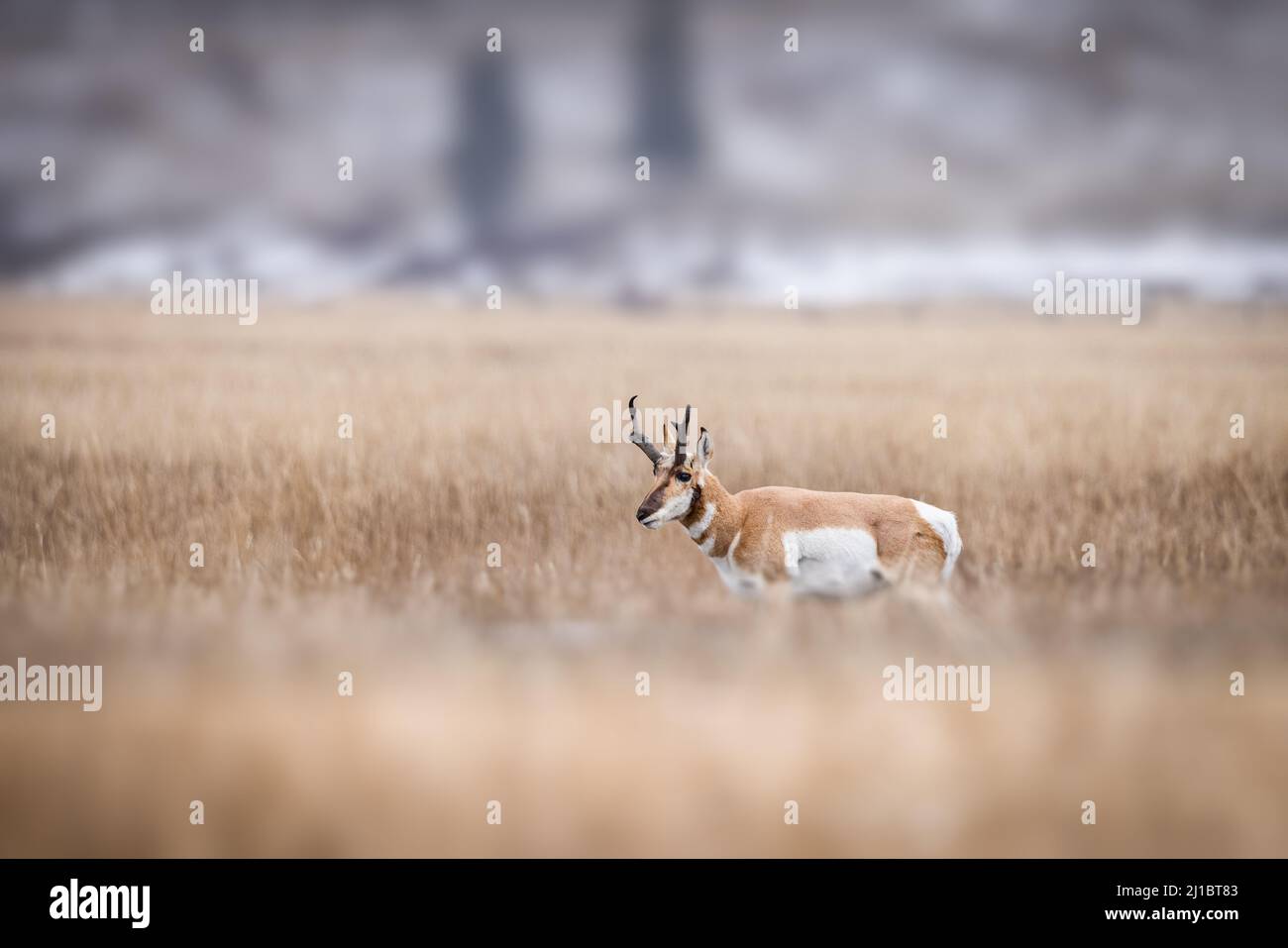 Migrating pronghorn antelope hi-res stock photography and images - Alamy