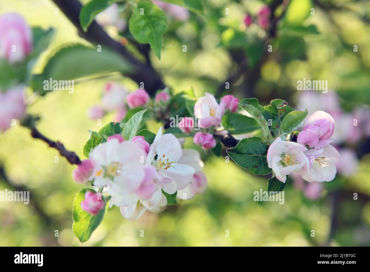 A blooming branch of apple tree in spring Stock Photo - Alamy