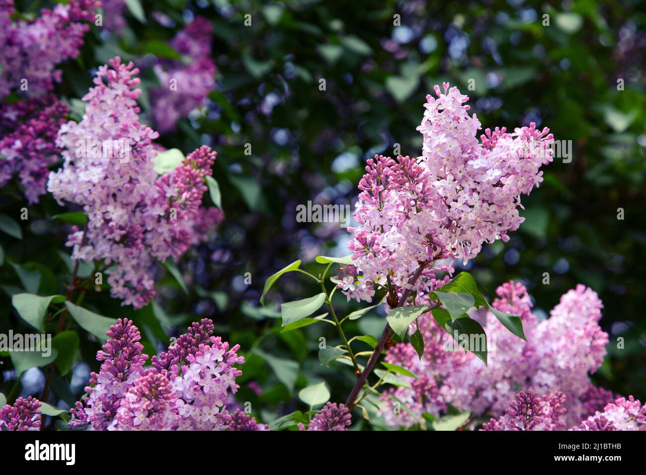 Close-up beautiful lilac flowers with the leaves Stock Photo - Alamy