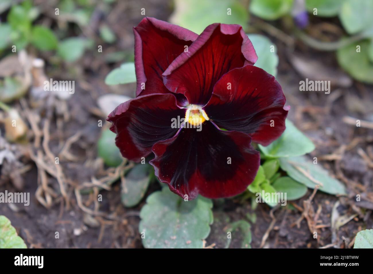 isolated dark red blooming pansy Stock Photo - Alamy