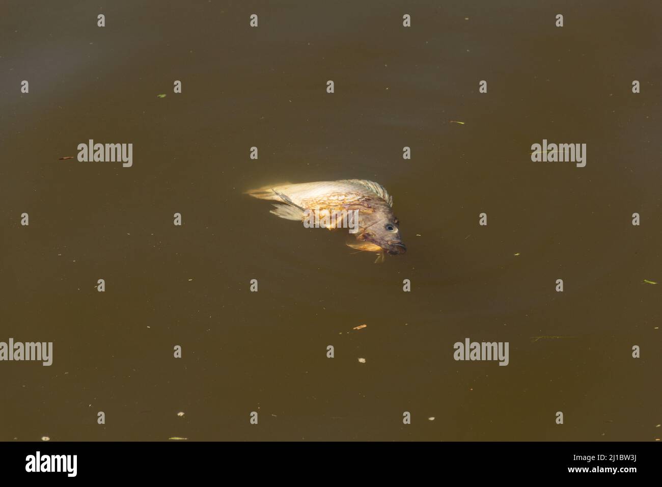 Goiânia, Goias, Brazil – March 23, 2022: A dead fish, rotting, floating ...