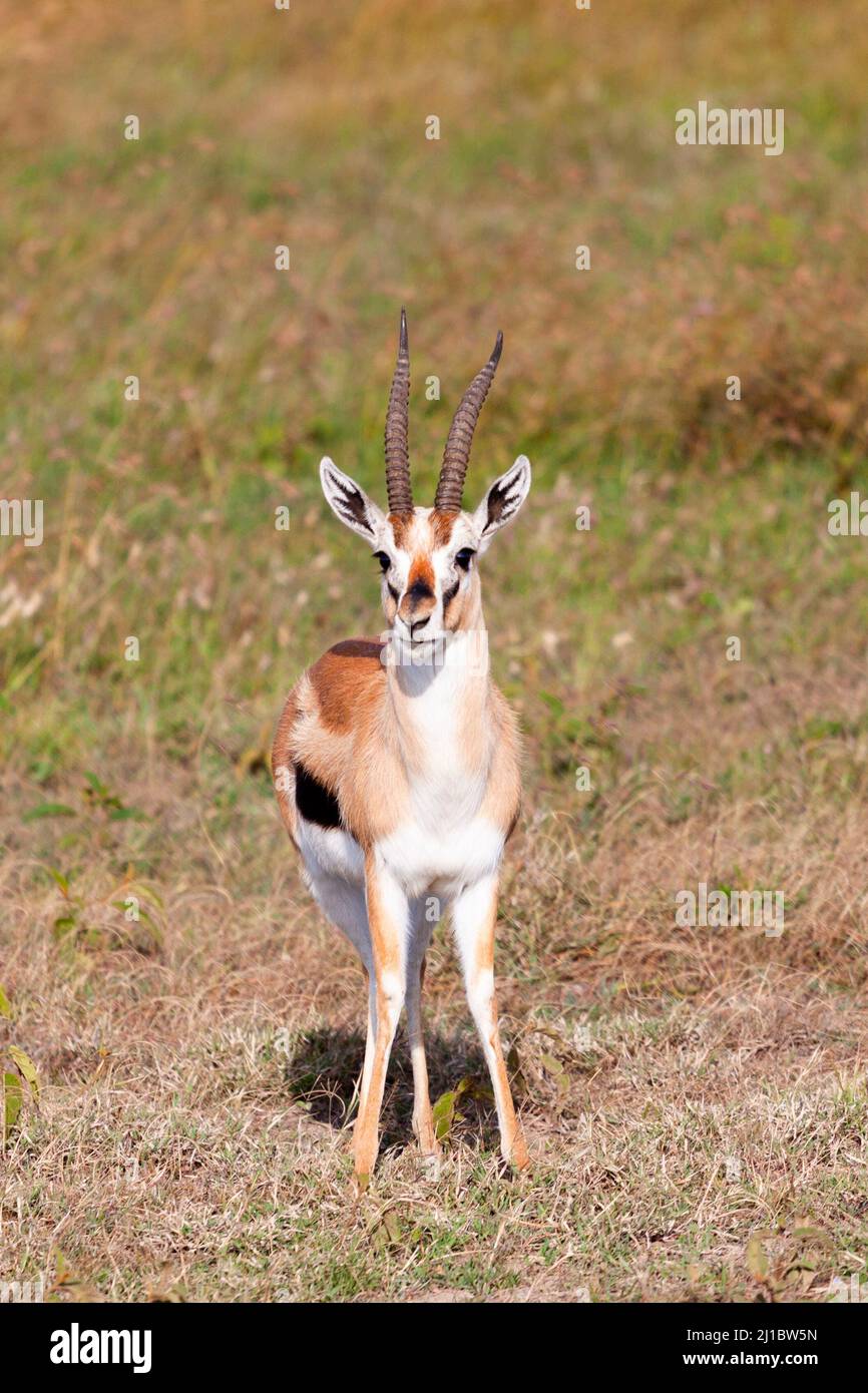 Kenya, Thomsons Gazelle Stock Photo - Alamy
