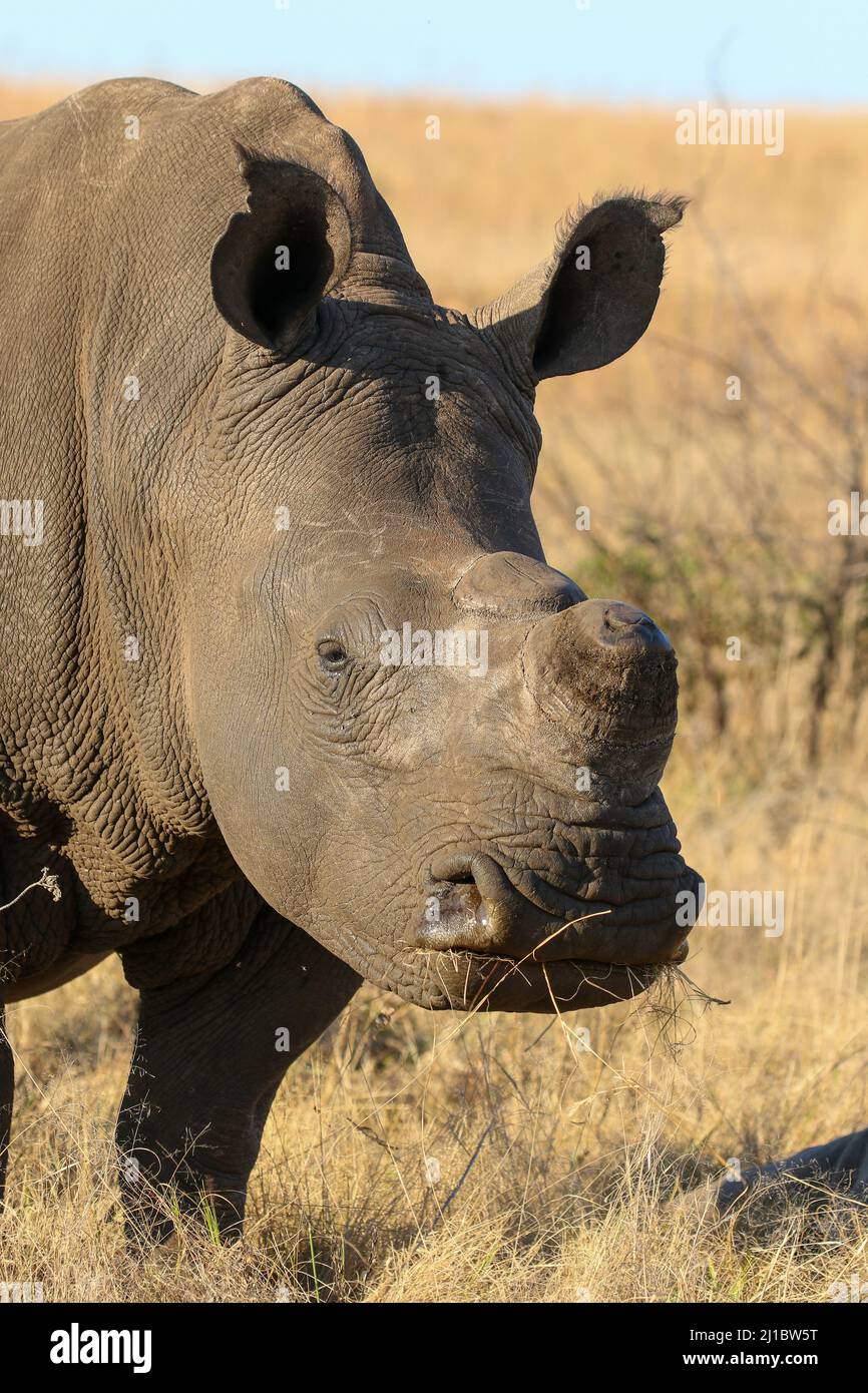 Dehorned White Rhino, South Africa Stock Photo - Alamy