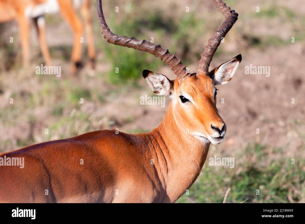 Sweetwaters game reserve hi-res stock photography and images - Alamy