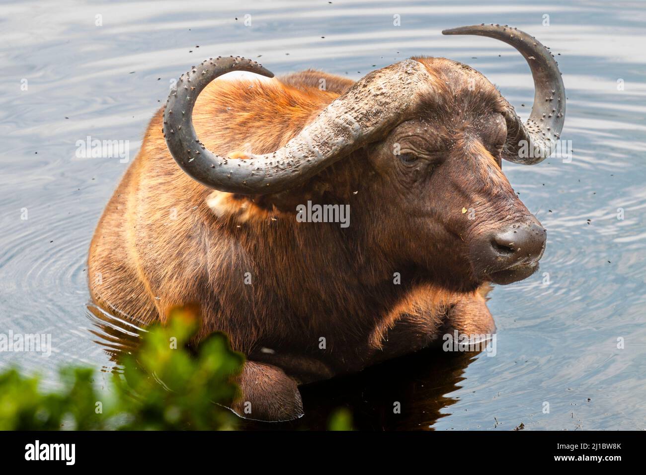 African buffalo hunting trophy hi-res stock photography and images - Alamy
