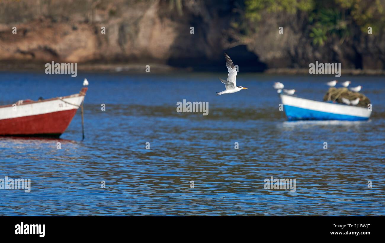 Feather boat hi-res stock photography and images - Alamy