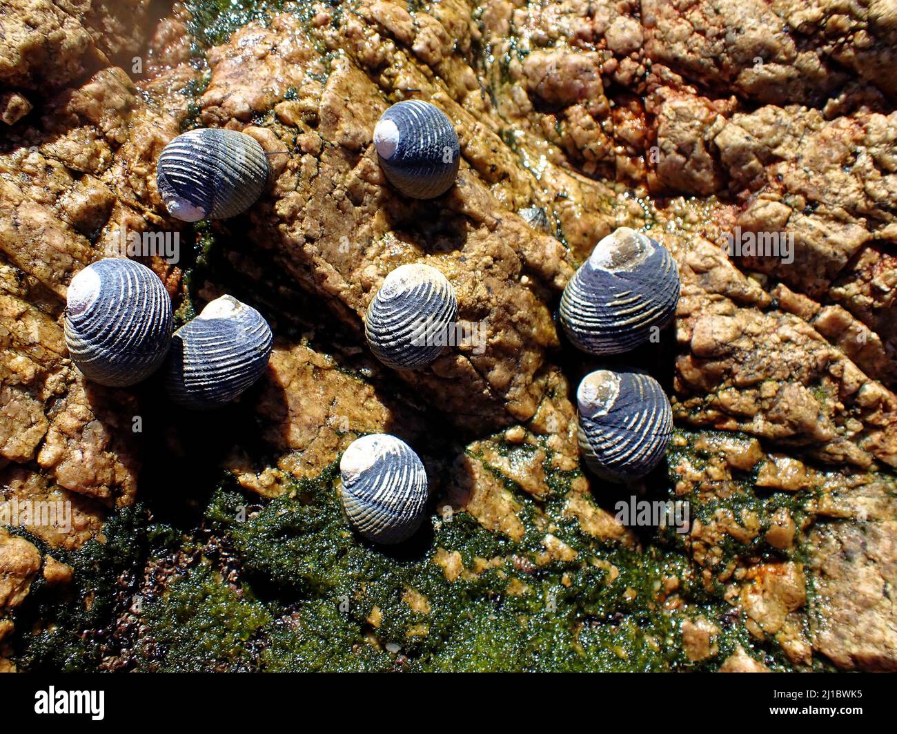 A top view of gray and white seashells on wet rock covered with mosses ...