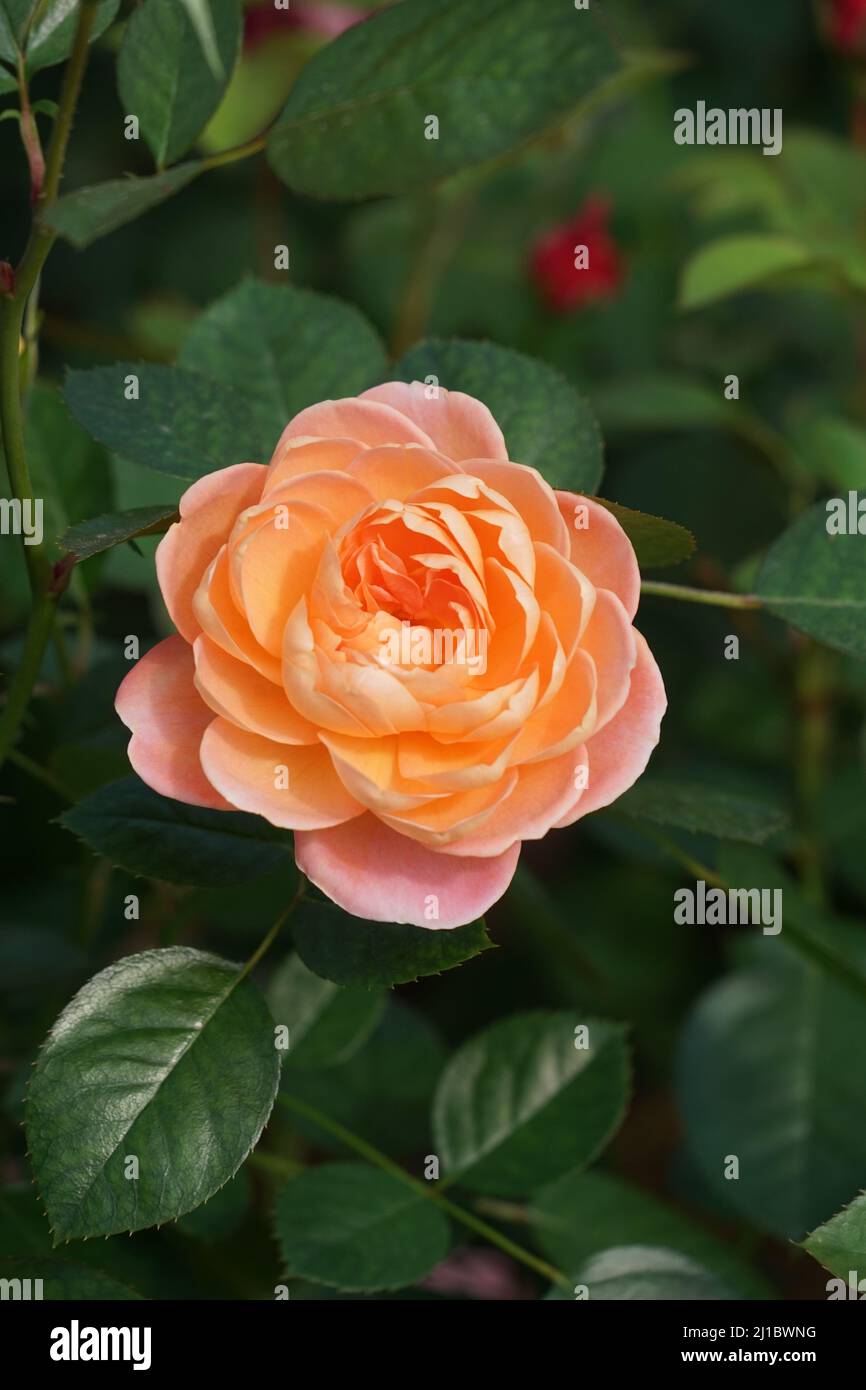 Beautiful unfolding petals hi-res stock photography and images - Alamy