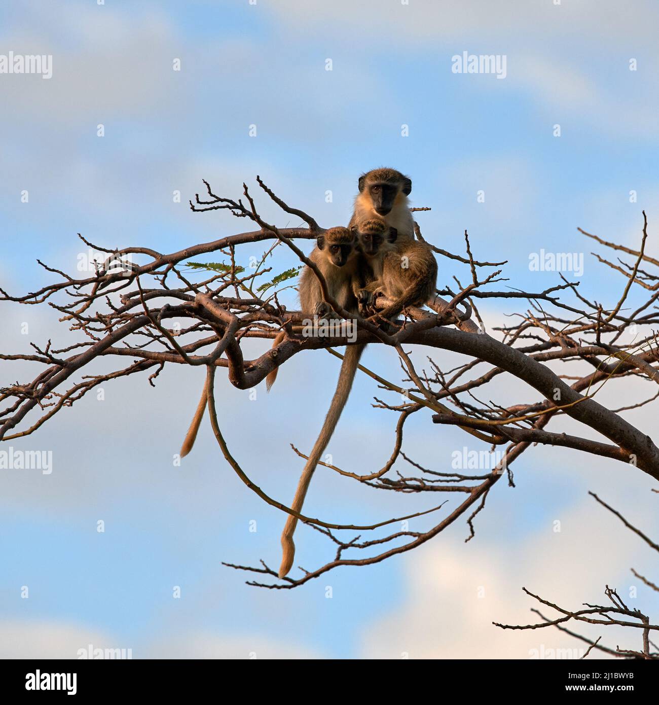 The monkeys on the tree branches Stock Photo - Alamy