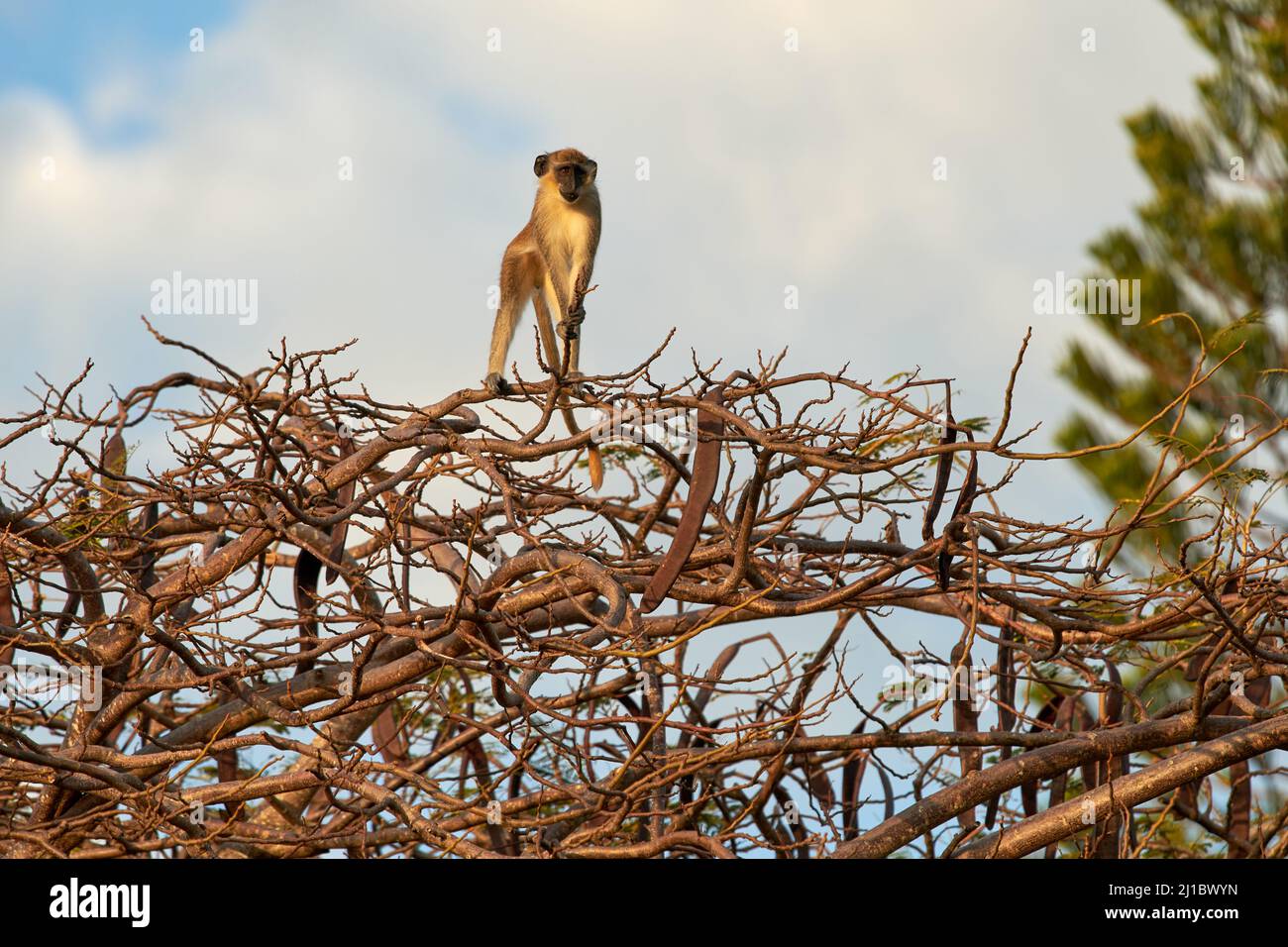 The monkeys on the tree branches Stock Photo - Alamy