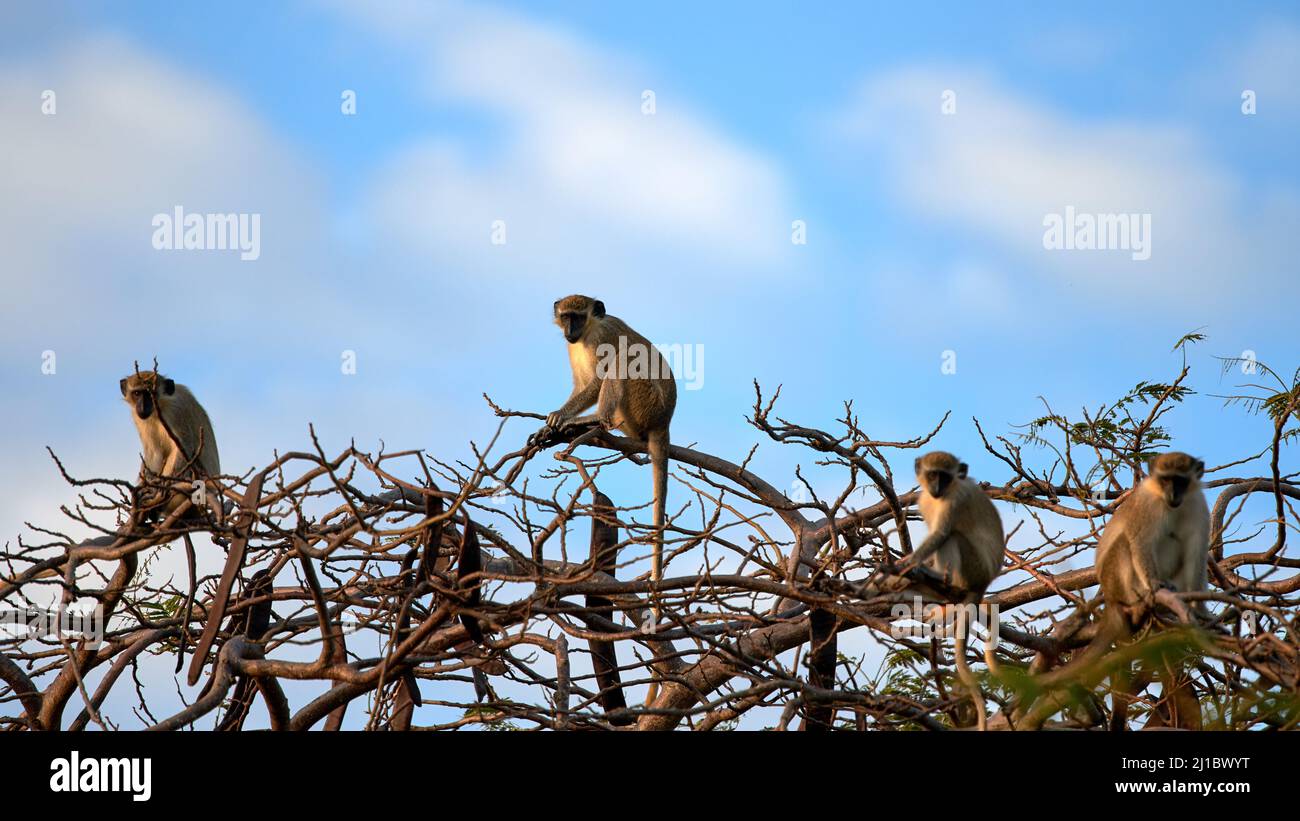 The monkeys on the tree branches Stock Photo - Alamy