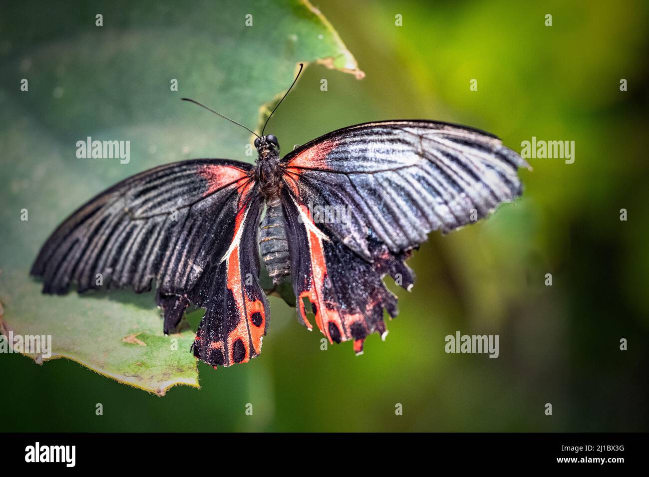 a photo of 'Scarlet Mormon' butterfly at Whipsnade Zoo butterfly house ...