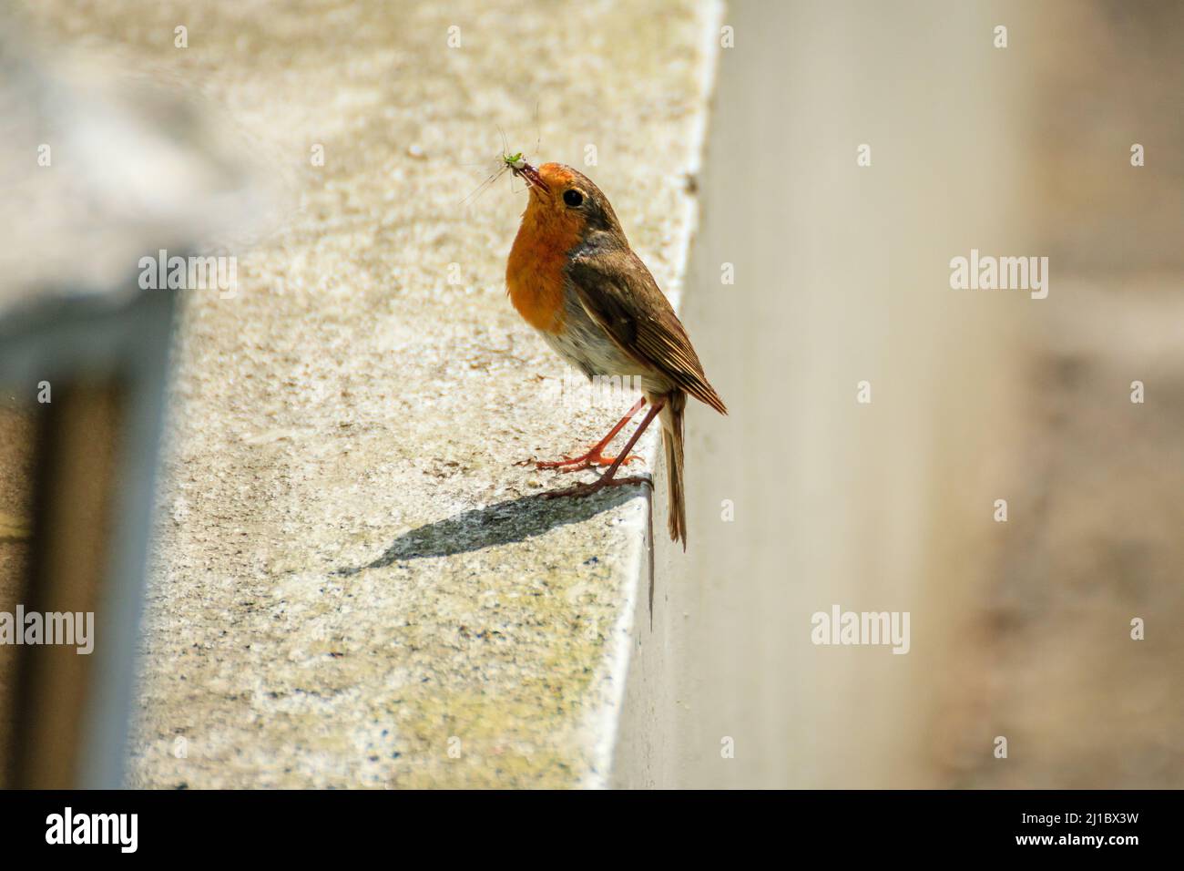 a photo of robin bird sitting on stone Stock Photo - Alamy