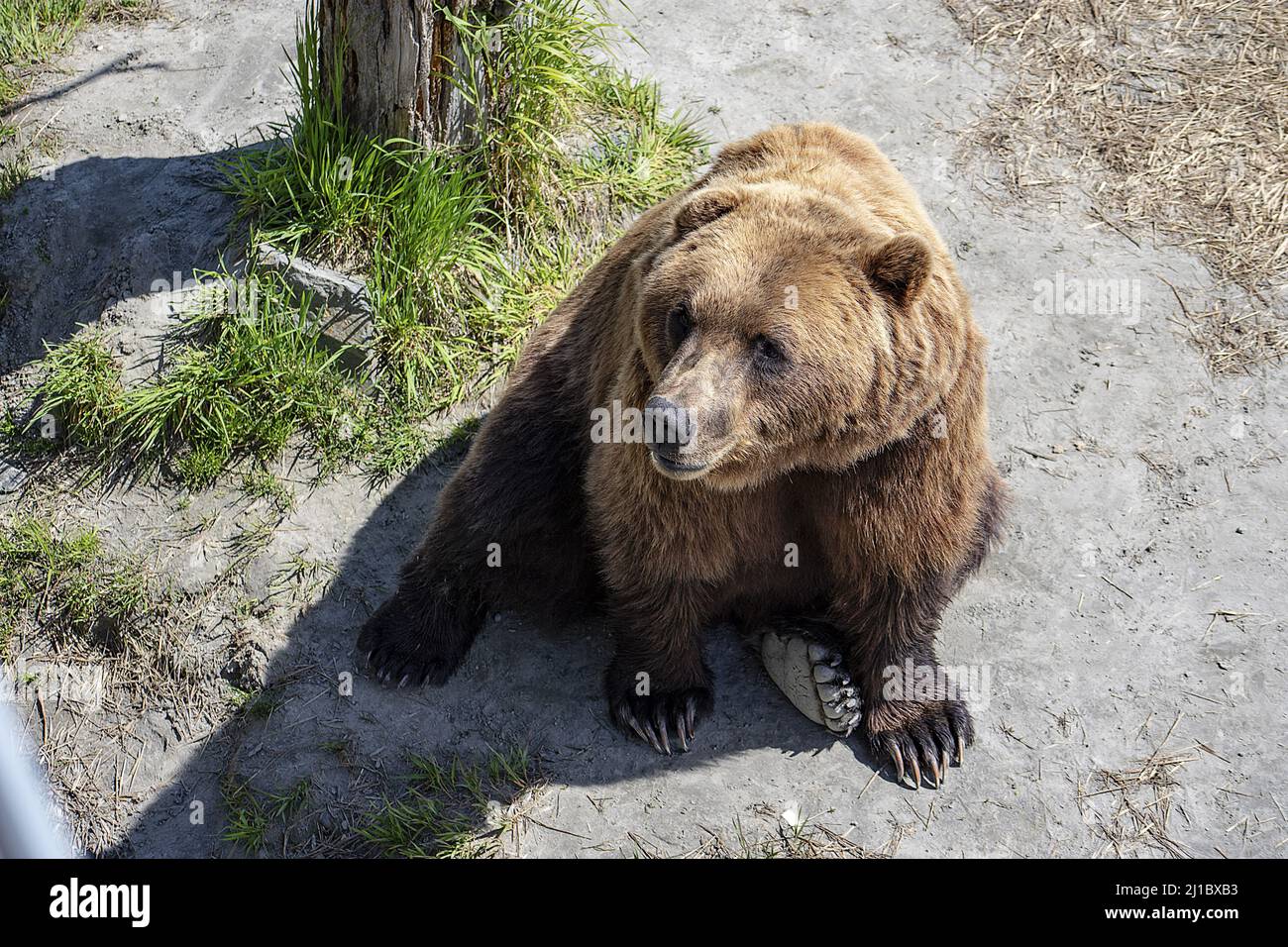 a photo of grizzly bear in zoo Stock Photo - Alamy