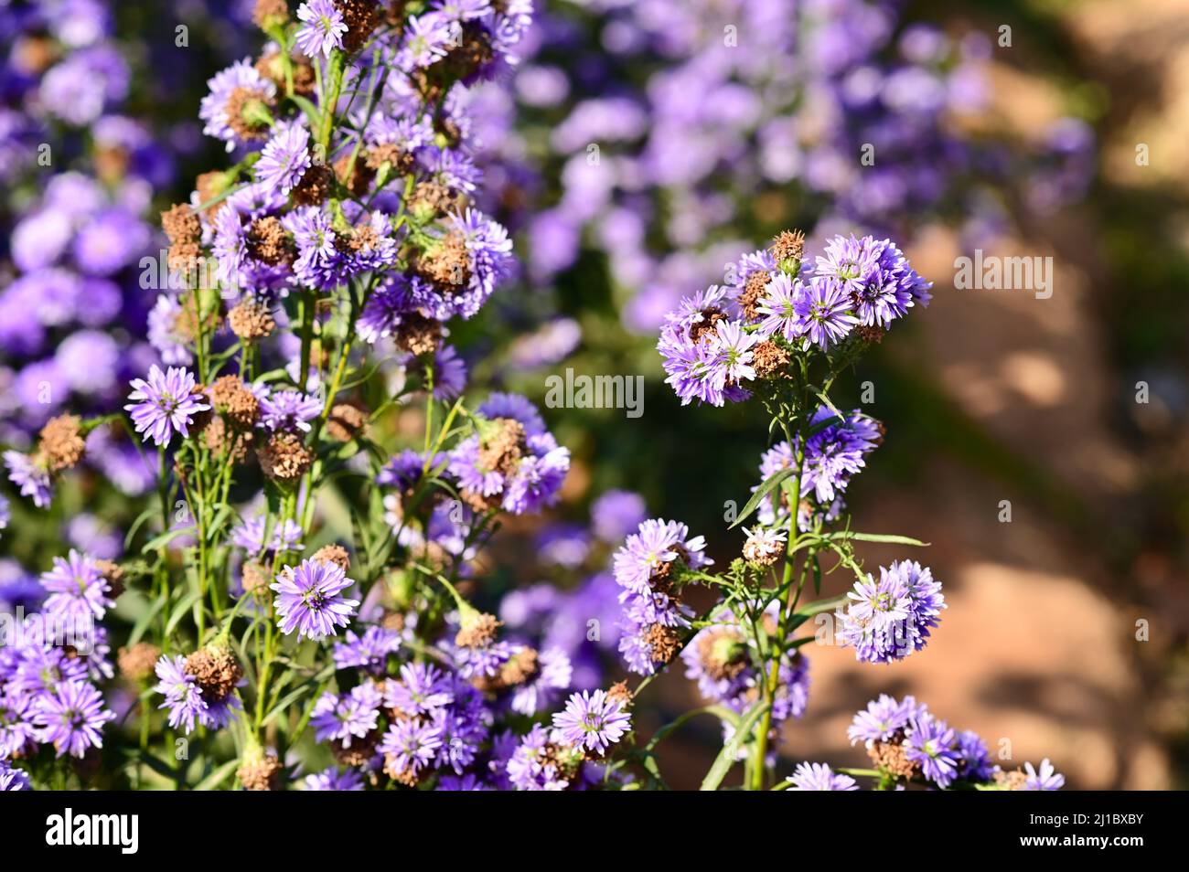 Margaret flower hi-res stock photography and images - Alamy