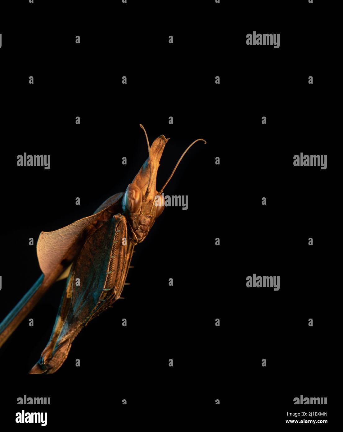 Wandering Violin Prating Mantis - Gongylus Gongylodes Stock Photo - Alamy