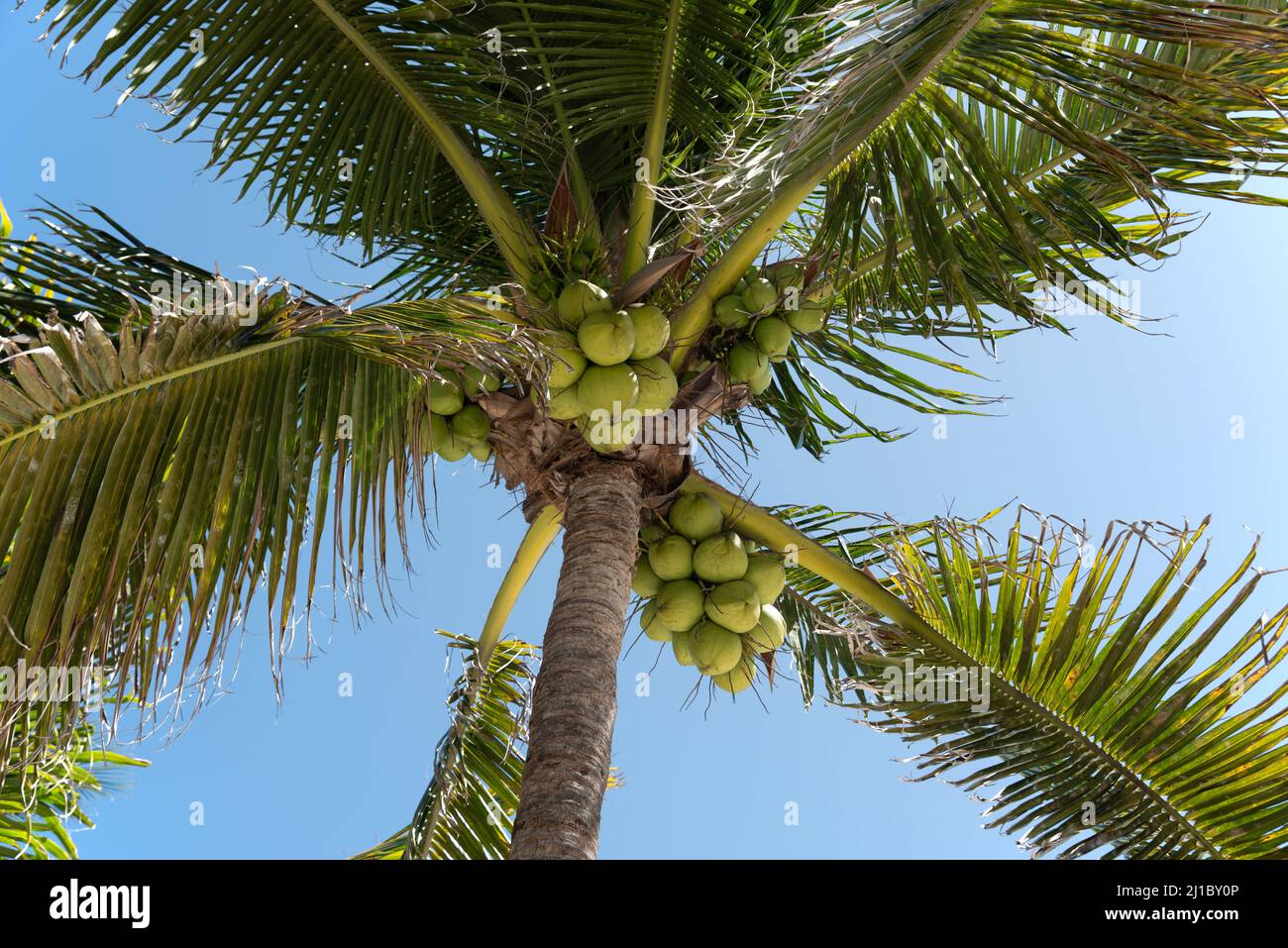 Coconut Palm Tree with blue sky near Caribbean sea, coconut fruit in ...