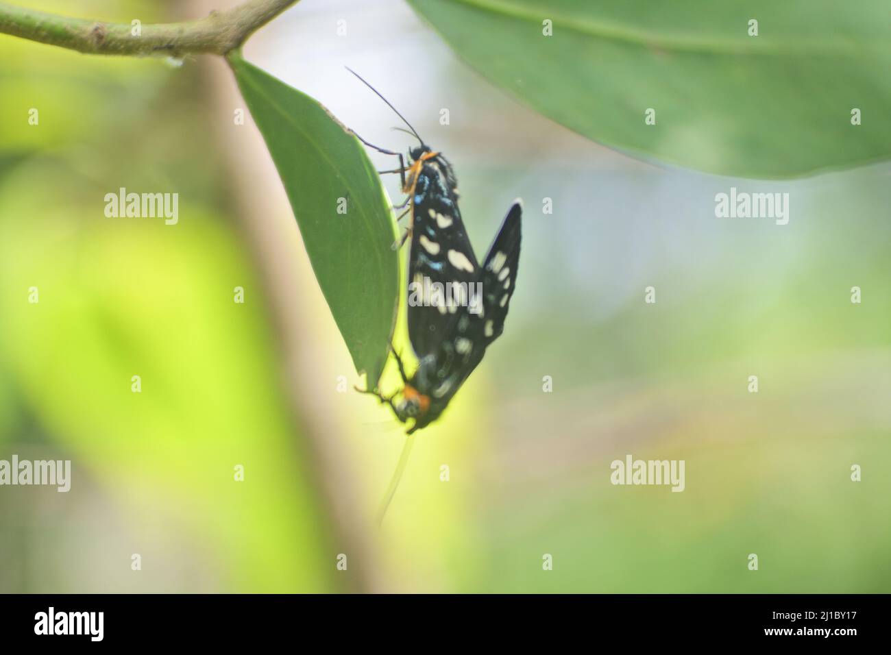 Two small butterflies hi-res stock photography and images - Alamy