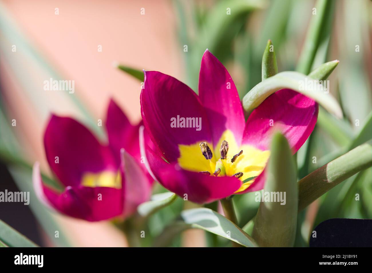 Close-up of Spring Flowering Tulips , Tulipa humilis 'Persian Pearl ...