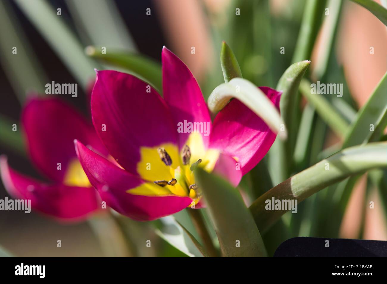 Close-up of Spring Flowering Tulips , Tulipa humilis 'Persian Pearl ...
