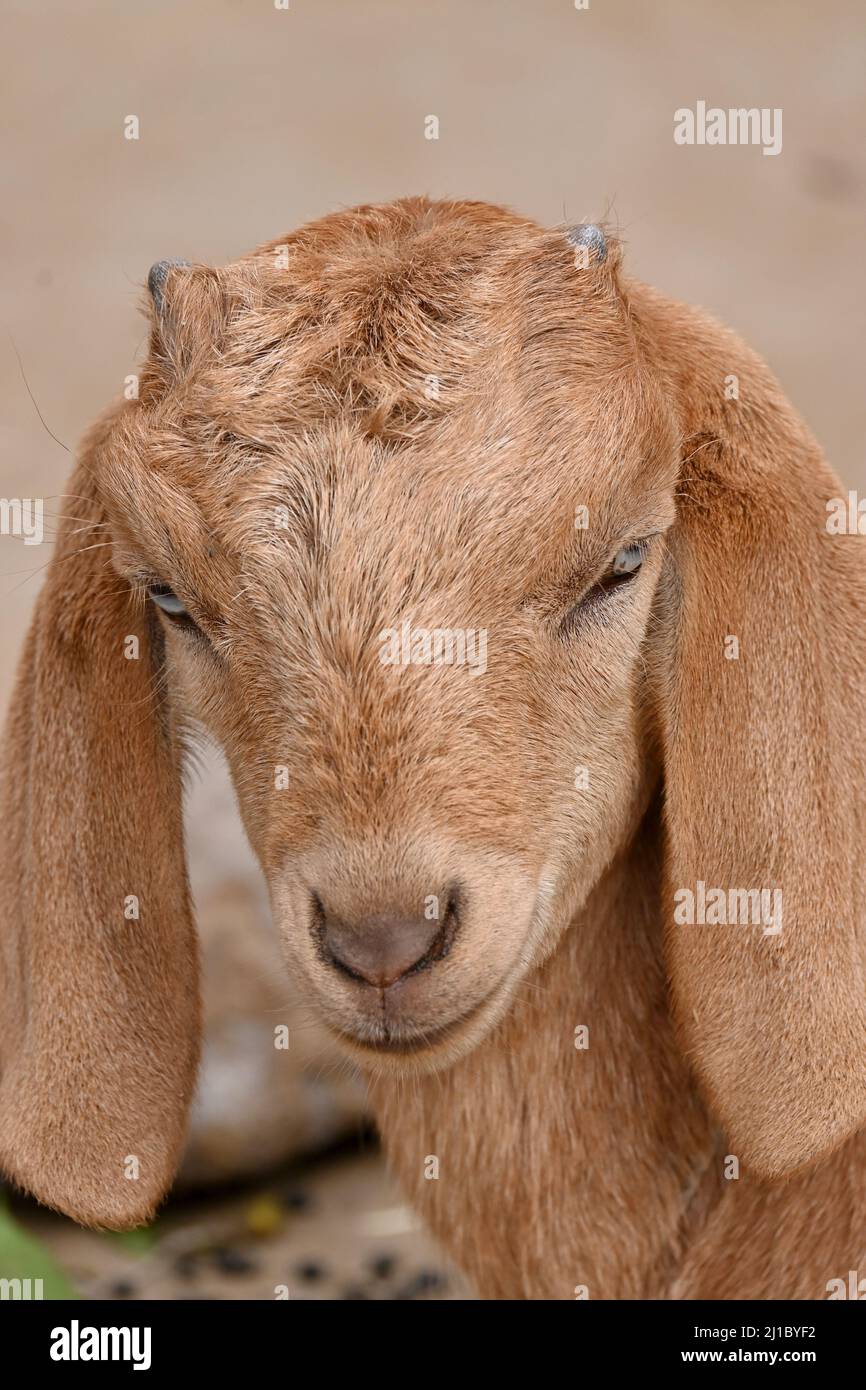 closeup the beautiful small brown goat kids looking front and enjoy he ...