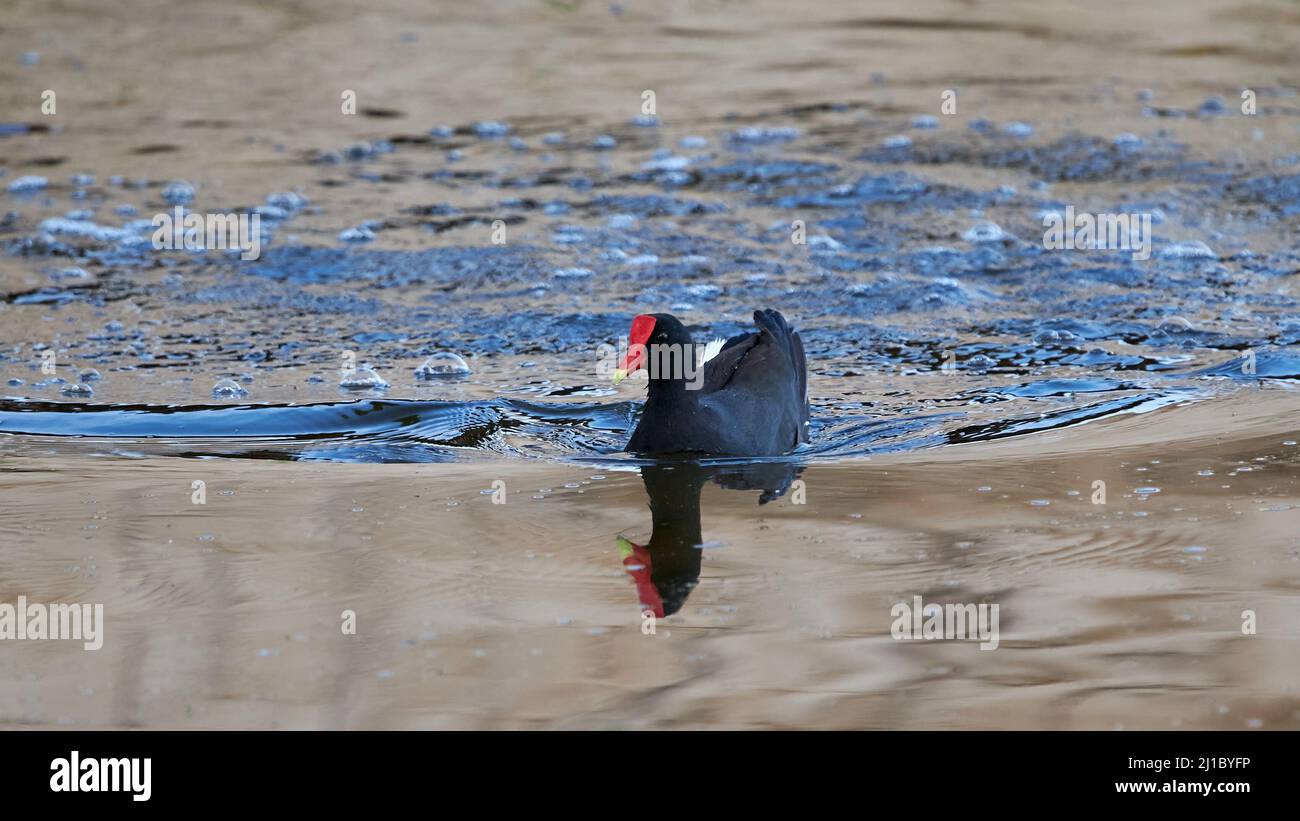 Common moorhen bird species hi-res stock photography and images - Alamy