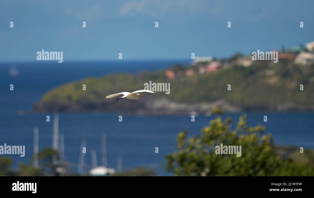 Beautiful shot seagull flying hi-res stock photography and images - Alamy