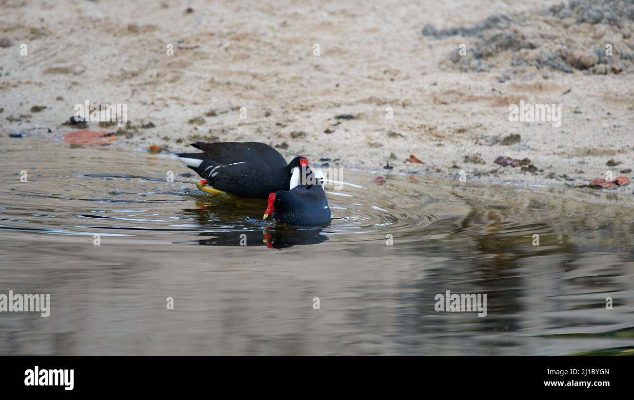 Common moorhen bird species hi-res stock photography and images - Alamy