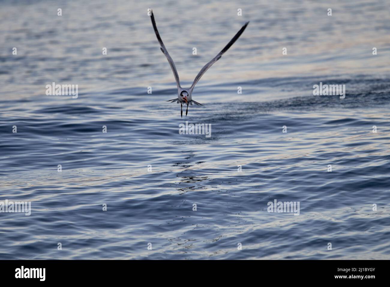Beautiful shot seagull flying hi-res stock photography and images - Alamy